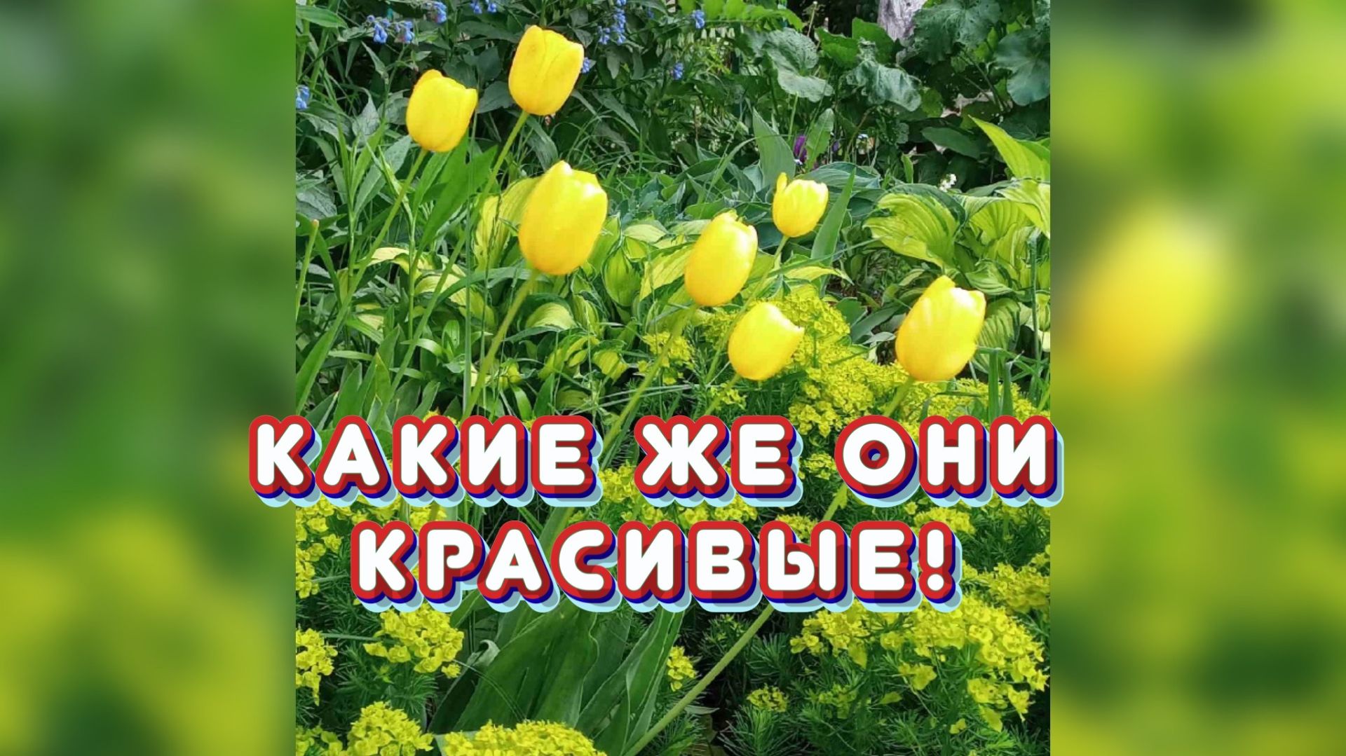 Какие же они красивые!  / Статья в видео / Архив от 04.06.2022