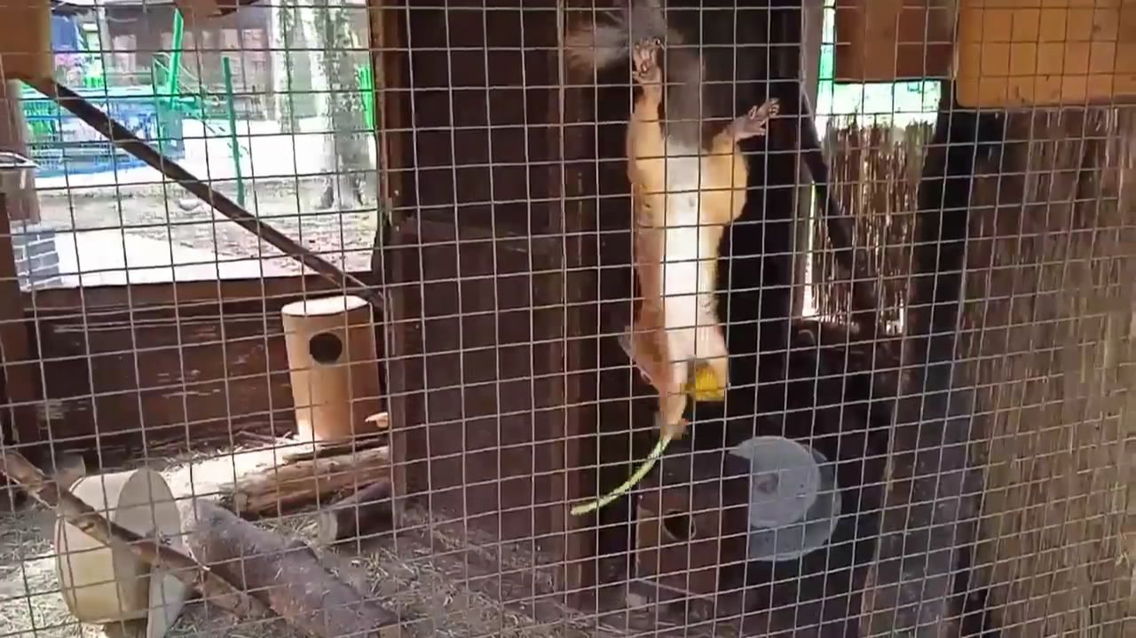 А вы знаете, что любят белки больше всего?