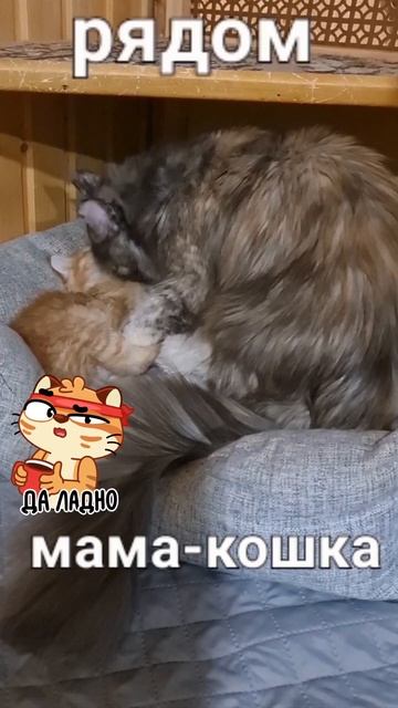 Котята Мейн-кун