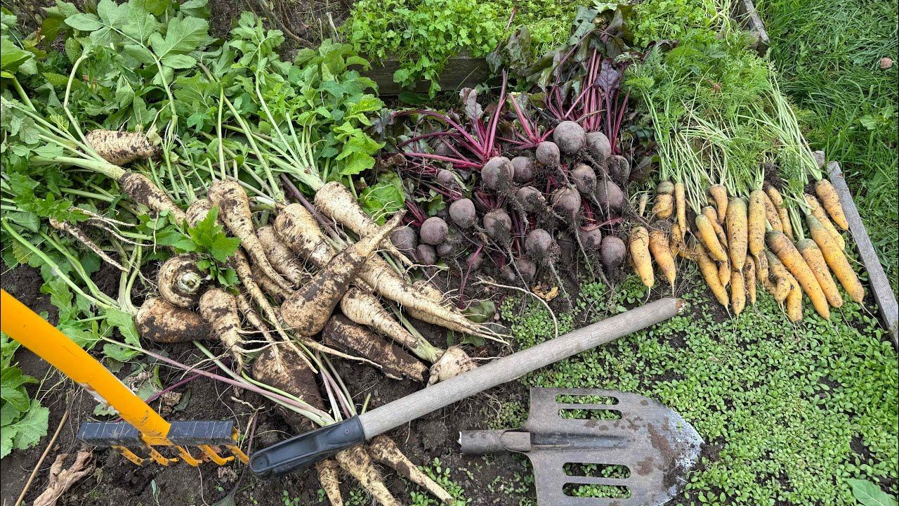 04.10.25 чеснок сажаю, пастернак еле откопали, мульча и природное земледелие - мысли вслух