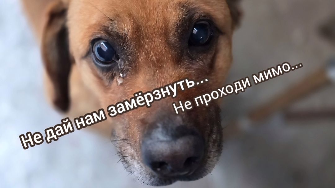 Каждый день они ждут своего человека и и надеятся на чудо! Авторский клип из самого сердца приюта