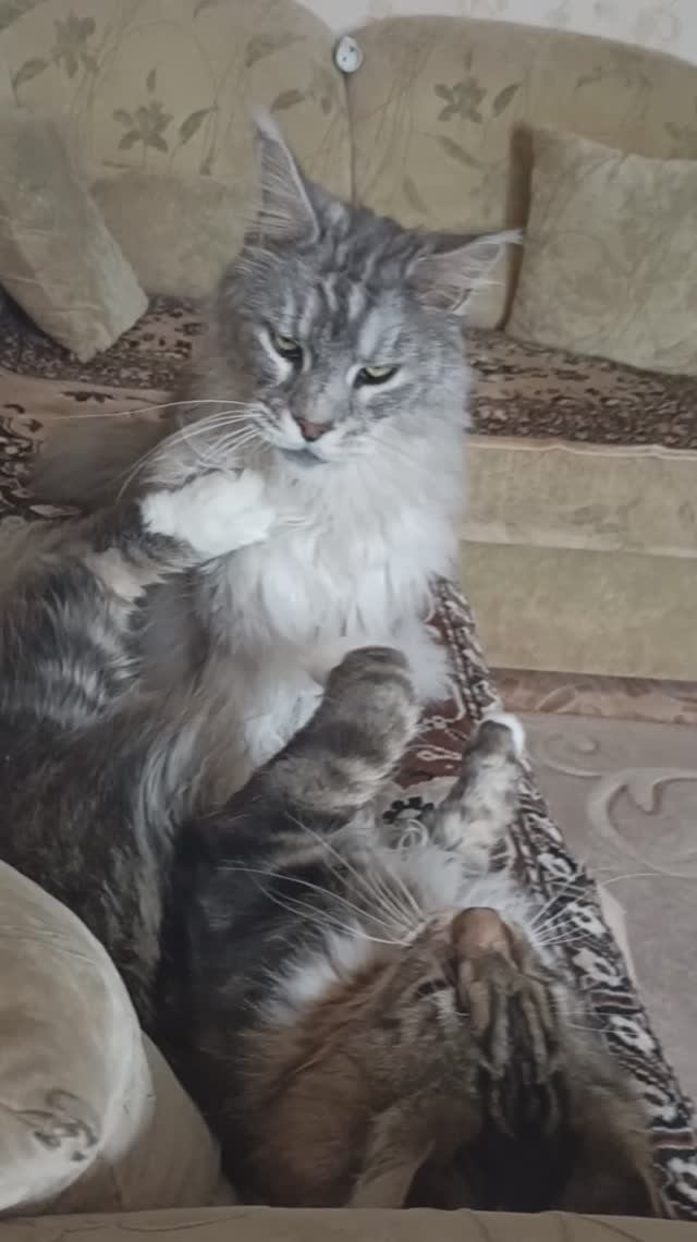 Мейн-кунские разборки