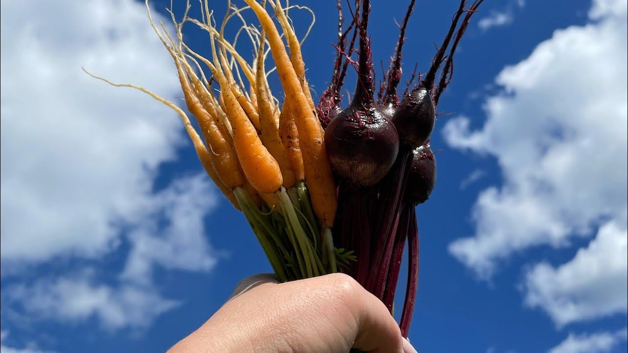 Влог 24.07.21. Съездили в город, зашли в лес, а там пакостят бобры. Дела огородные