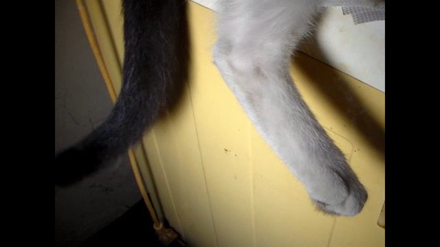 Котик хвостом барабанит по стиральной машинке. Оригинальный звук. Медитация у домашних животных