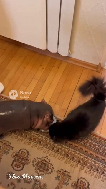 Будни бегемотика ч.1 #НЕЙРОСЕТЬ