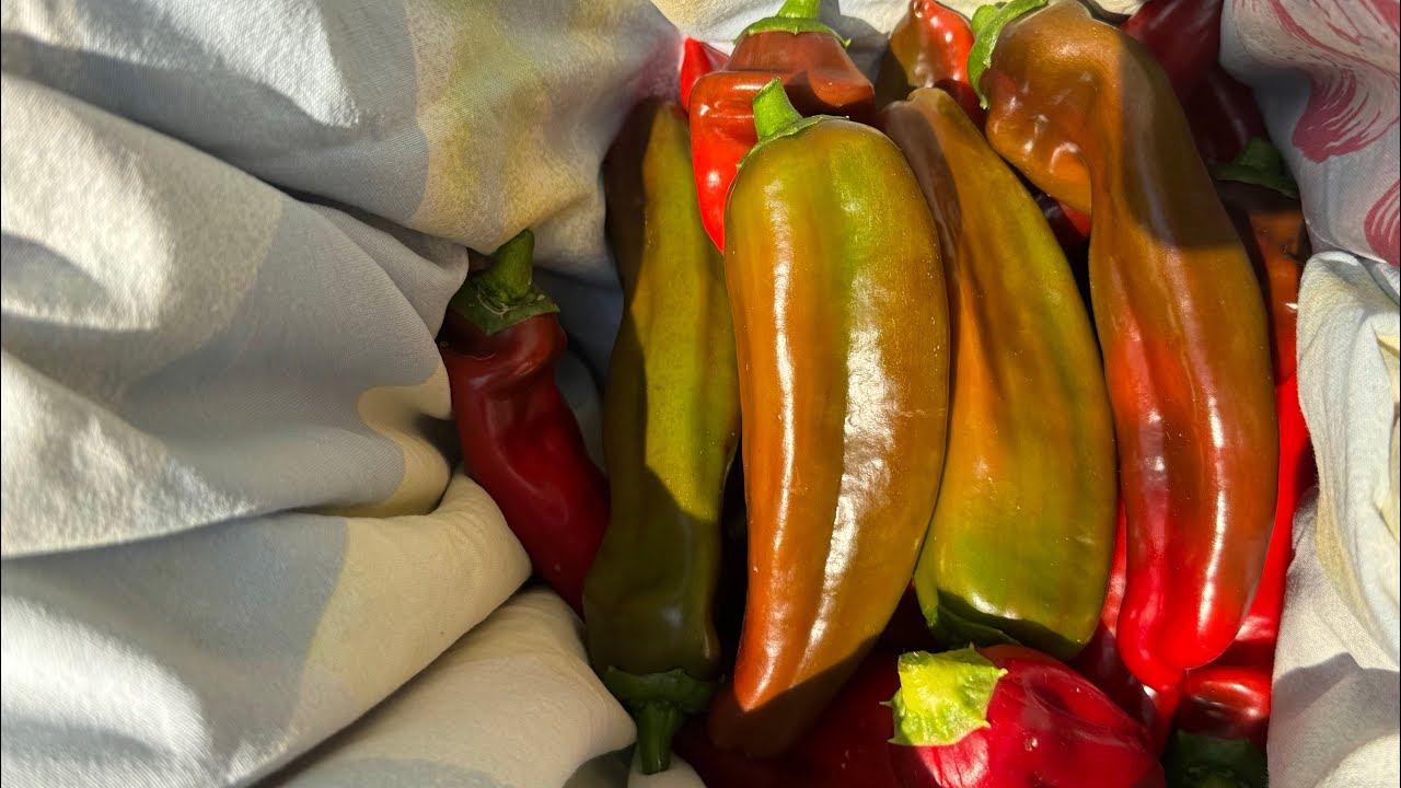 22.08.25 ПЕРЦЫ плохо растут, как дозарить и заставить побольше вырасти