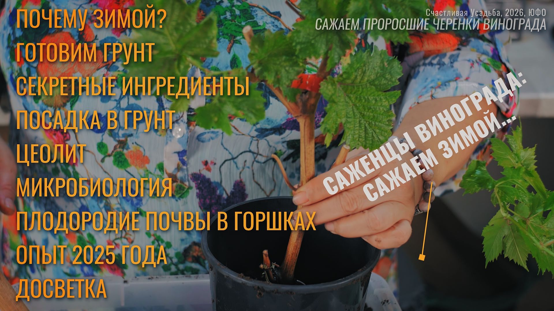 Посадка проросших черенков винограда зимой. Зачем?