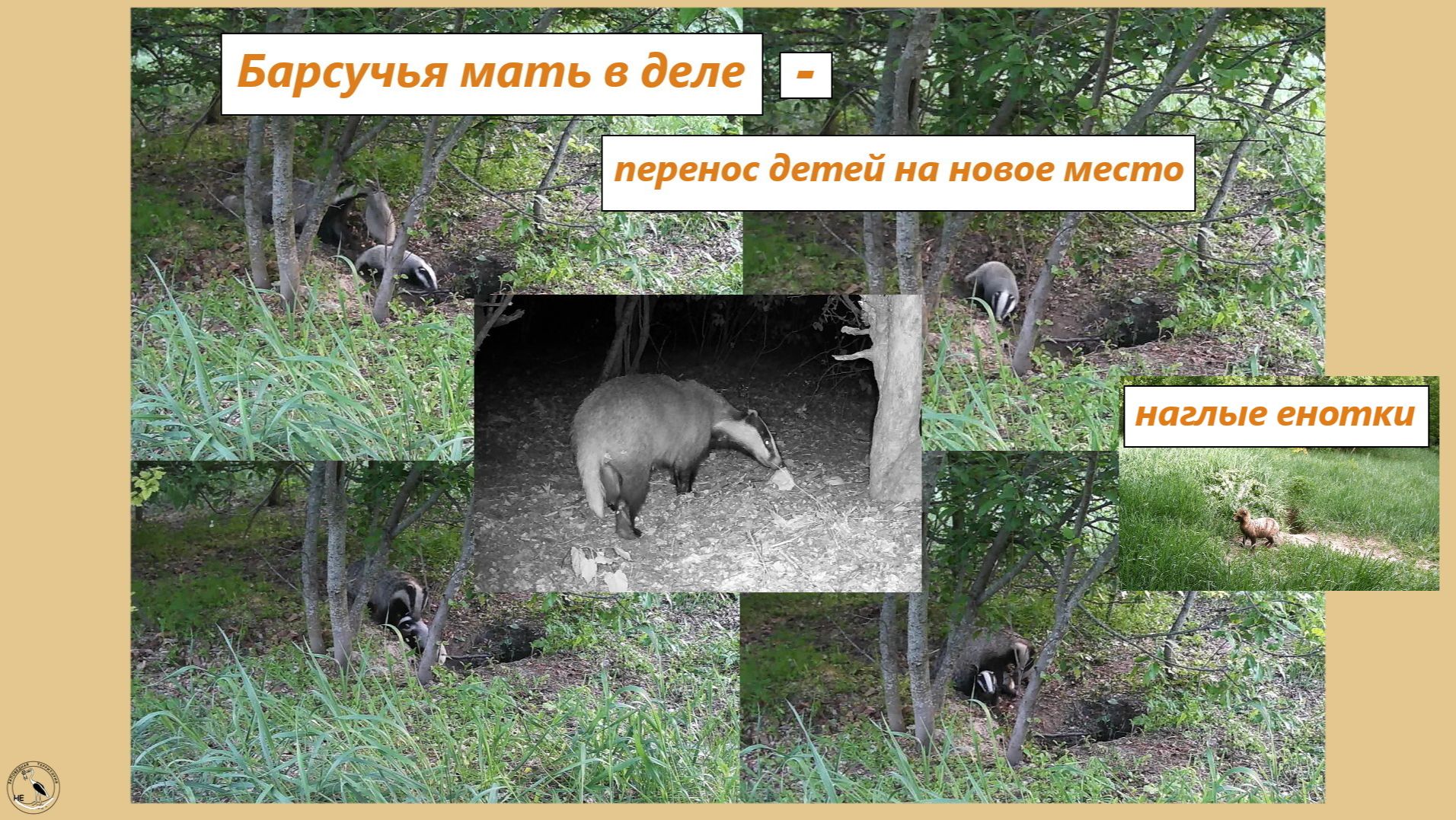 Что за визг стоял у барсучьей норы? Переезд за переездом 03-05.05.25