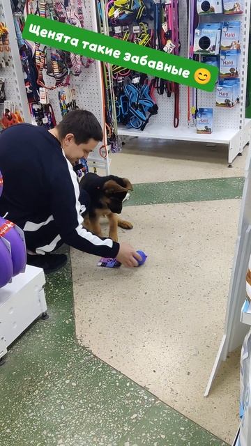 Первые покупки для щенка в зоомагазине Мистер Гав