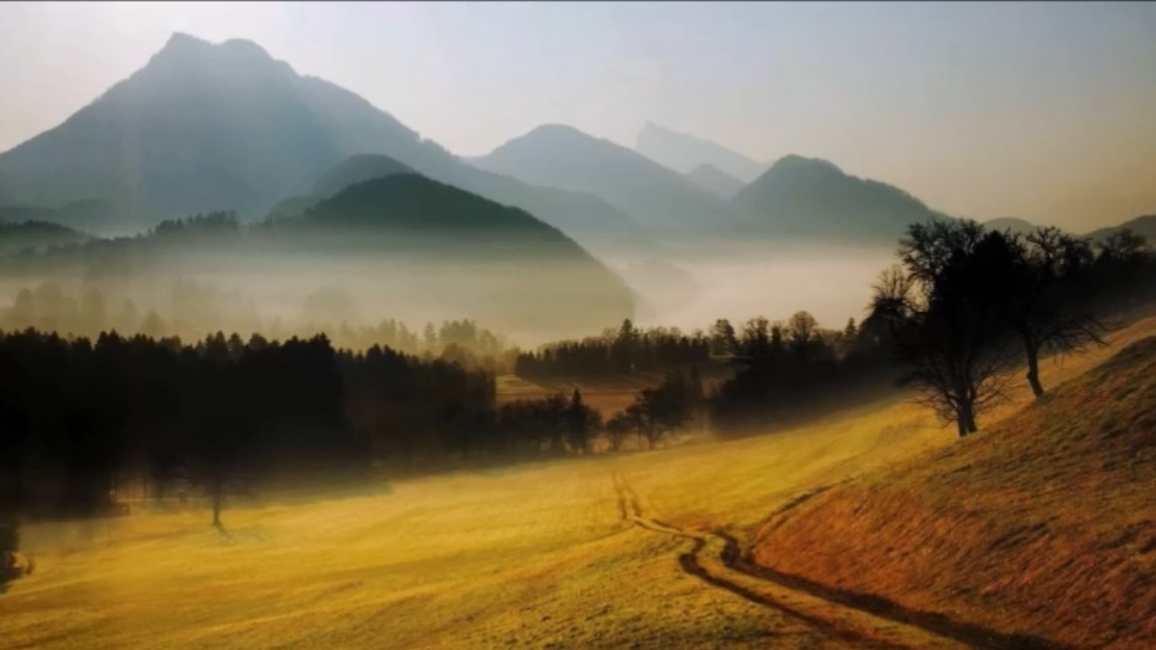 Грузия. Бездомные собаки.