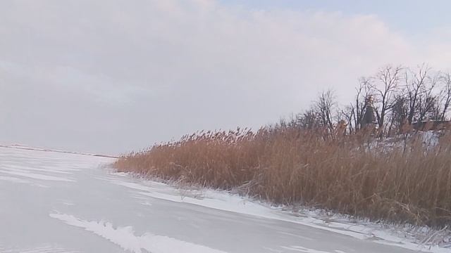 Пейзаж с заснеженным берегом и густыми зарослями камыша