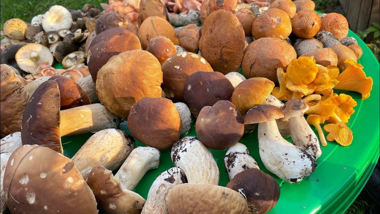 Грибки! Грибы! ГРИБИЩИ!!! Часть 3. Распаковка