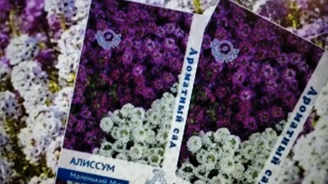 Посадка семян Алиссума на рассаду, и быстрые его всходы (на следующий день).