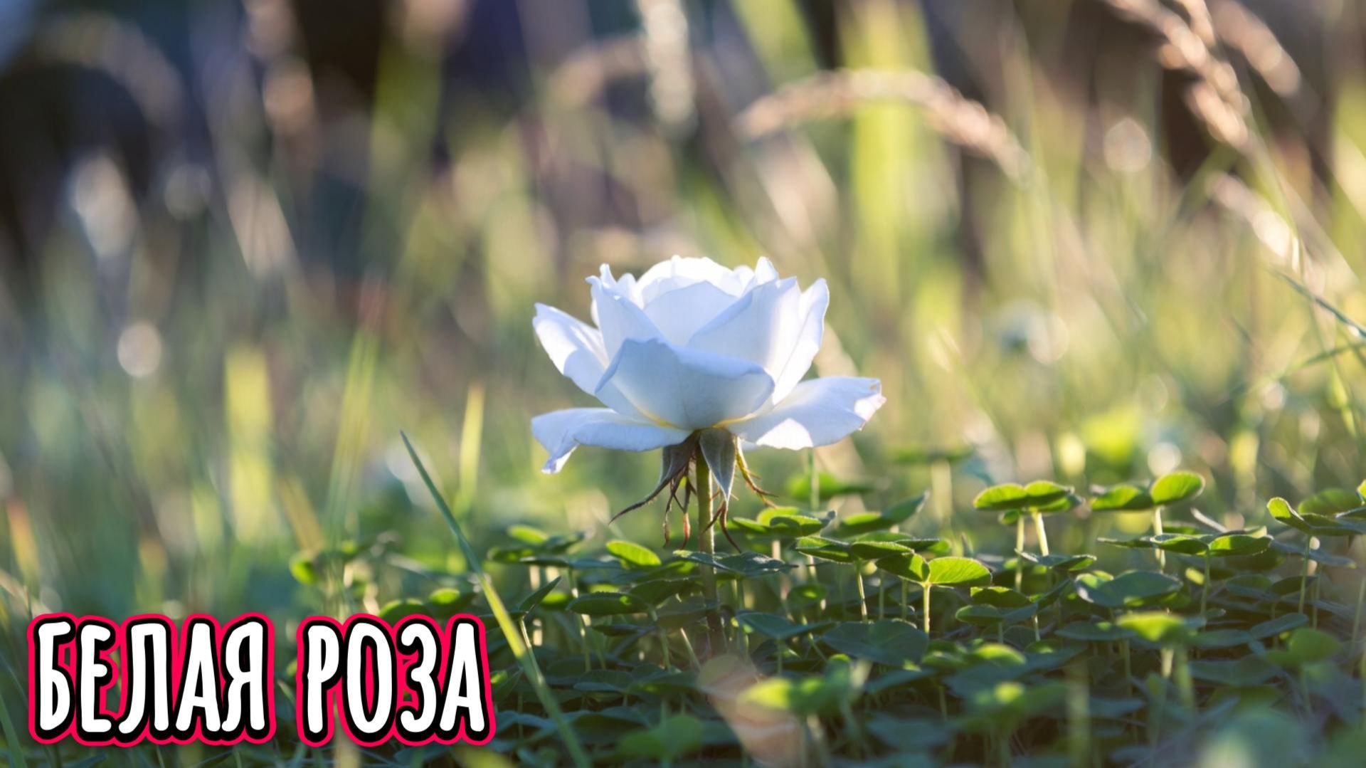 Белая роза
