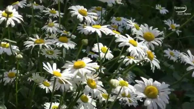 4 Семинар  Страхи обиды одержимость Е Попружный  Одержимость