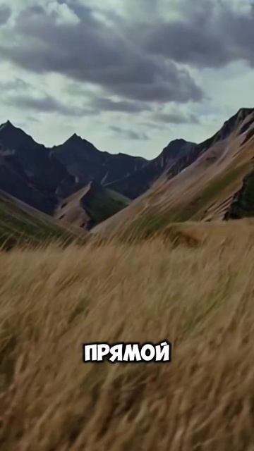 Снежный барс напал на человека на Алтае #shorts