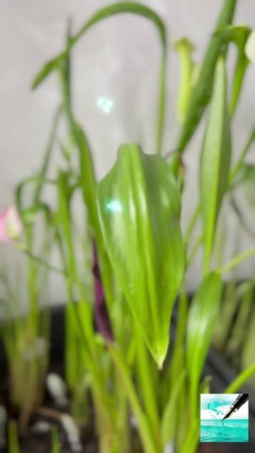 У любителей цветов дома даже в разгар зимы - оазис