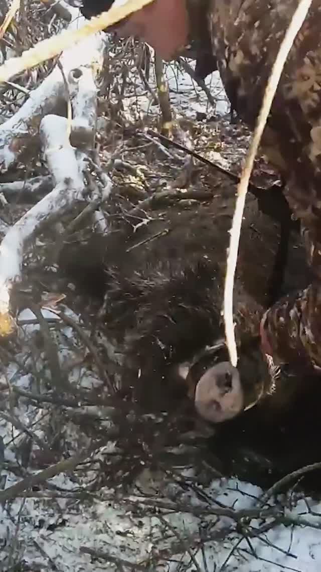 Охота на кабана с лайками 2026. Добыт секач на загонной охоте.