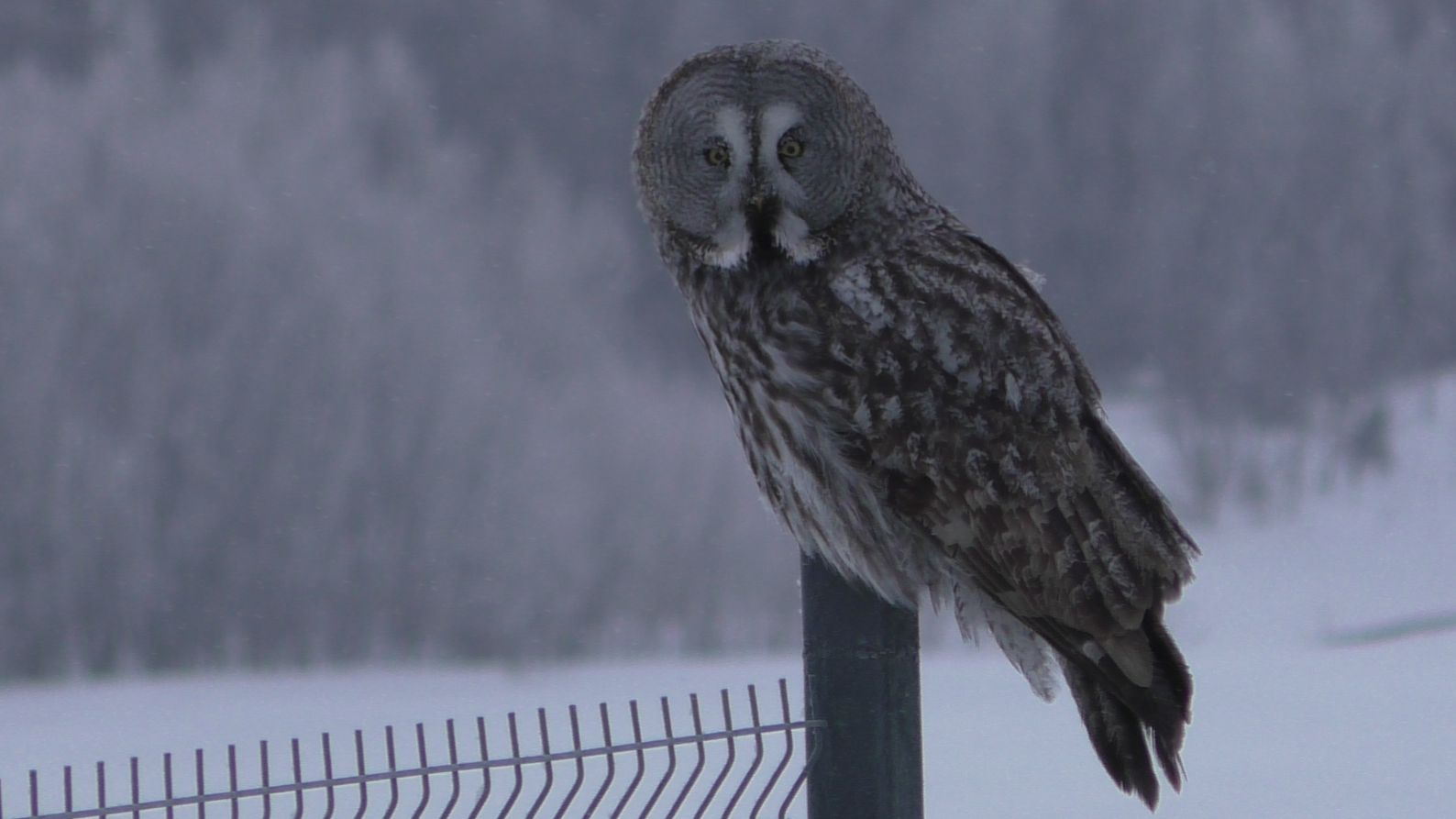 2026.01.29. Мой редкий гость.