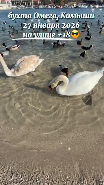 🦢Как лебеди переносят зиму в Севастополе — удивительные моменты! #крым #севастополь #лебеди