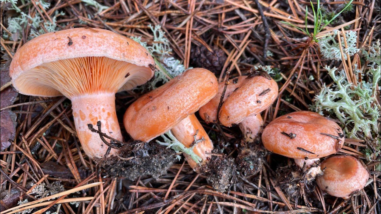 Грибы!!! Они проснулись! Два сбора и обработка! Кто счастливый грибник?! Я!