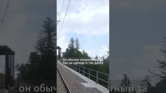 Зумеры сосут детскую соску. — Психолог Александра Боровикова