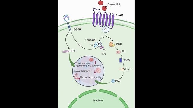 Скрытые механизмы бета1-рецептора и вакцина от гипертонии