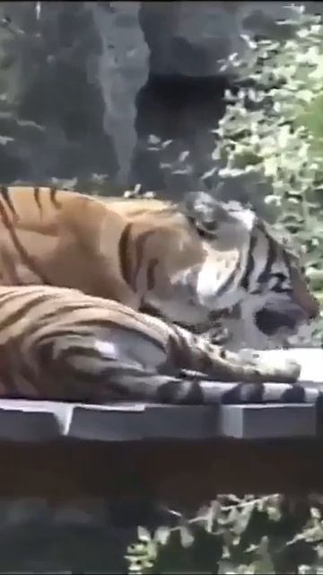 Кот есть кот. Даже если он тигр!