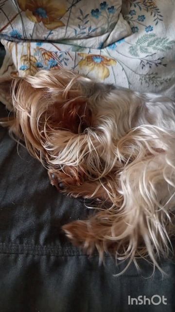 Наши милые хвостики.mp4