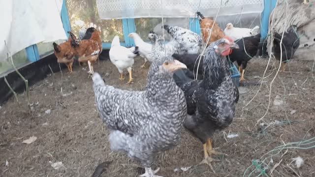 Птицы в теплице.