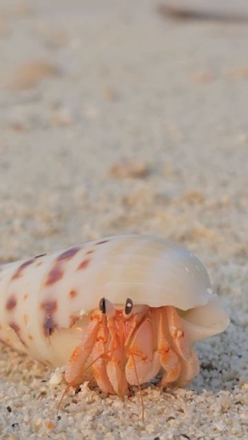 Из жизни крабика на пляже