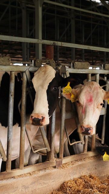 Две коровы, два дохода: как генетика влияет на вашу прибыль