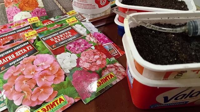 СЕЮ ПЕЛАРГОНИЮ ЗОНАЛЬНУЮ.