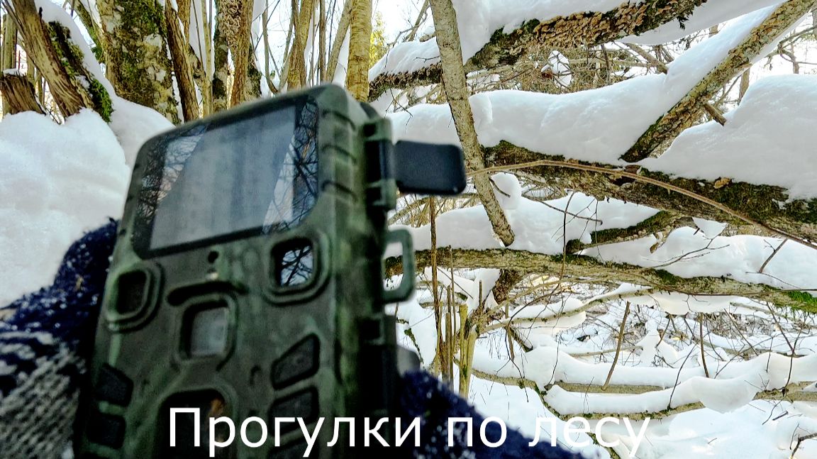 Прогулки по лесу.  Еле нашел свою фотоловушку в снежном морозном лесу.