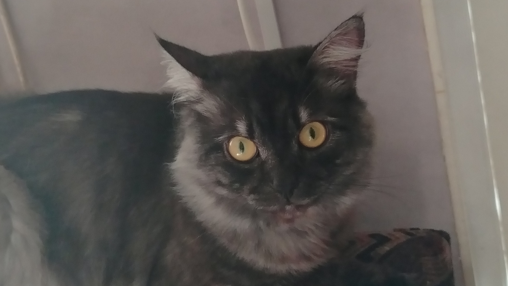 Мой кот Моня мурлыкает