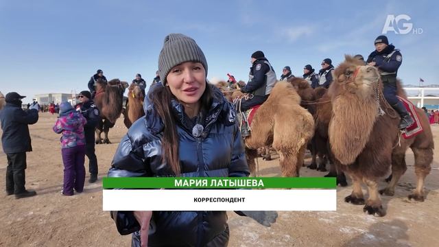 Лучшие верблюды Монголии собрались в городе Мандалговь