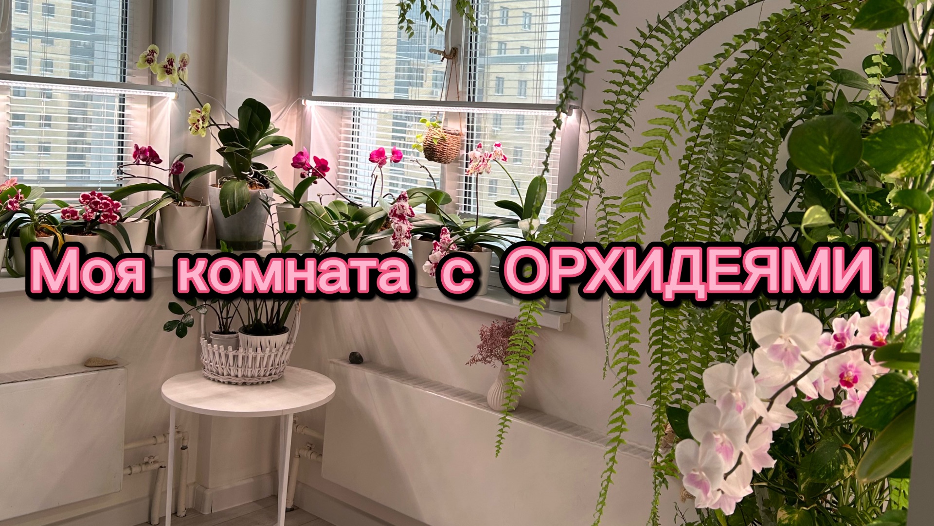 Тропические ДЖУНГЛИ в квартире 🌿🪴🌸🌺🌼 #орхидеи