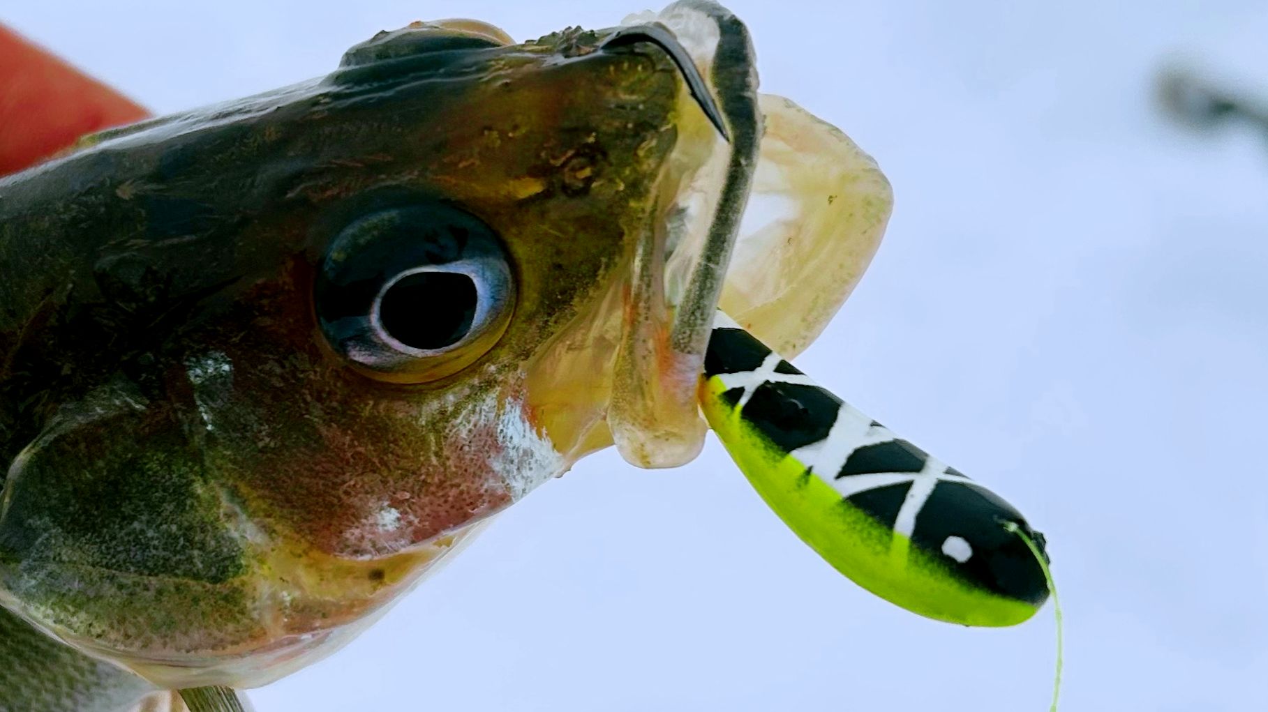 НА ЭТУ САМОДЕЛЬНУЮ МОРМЫШКУ, СУДАК, БЕРШ  КЛЕВАЛ С УДАРОМ! рыбалка на судака, берша 2026