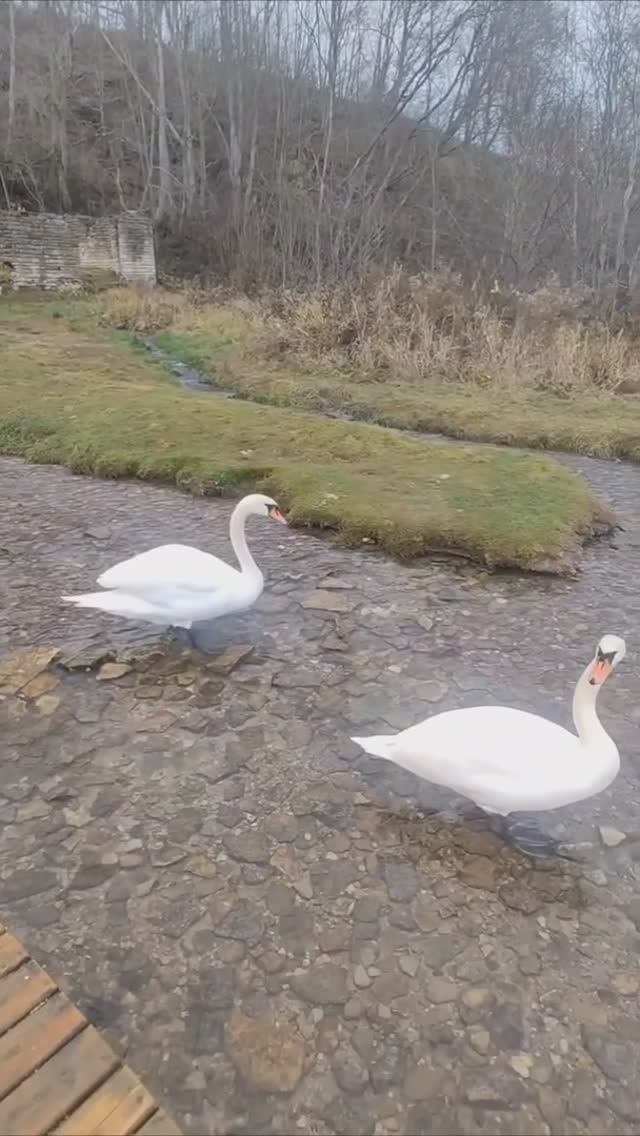 Изборск. Словенские ключи. Городищенское озеро
