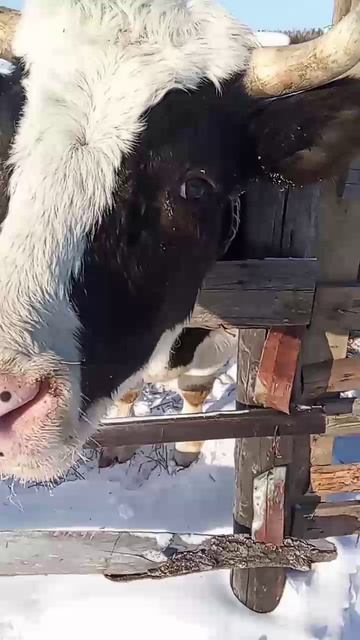 Кормление коров в экадаши, 29.01.26