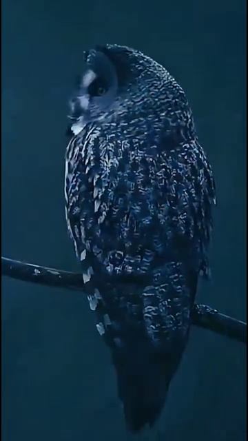 символ мудрости, грации и красоты