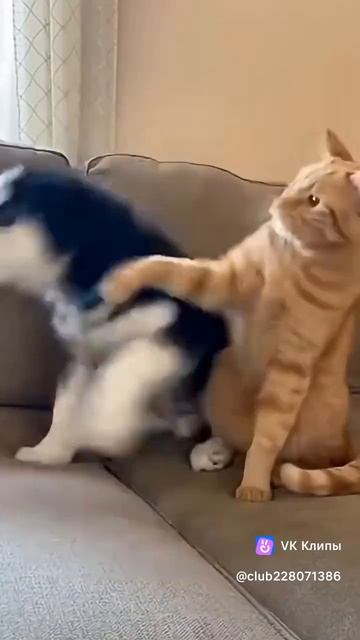 vkclips_20260129105246