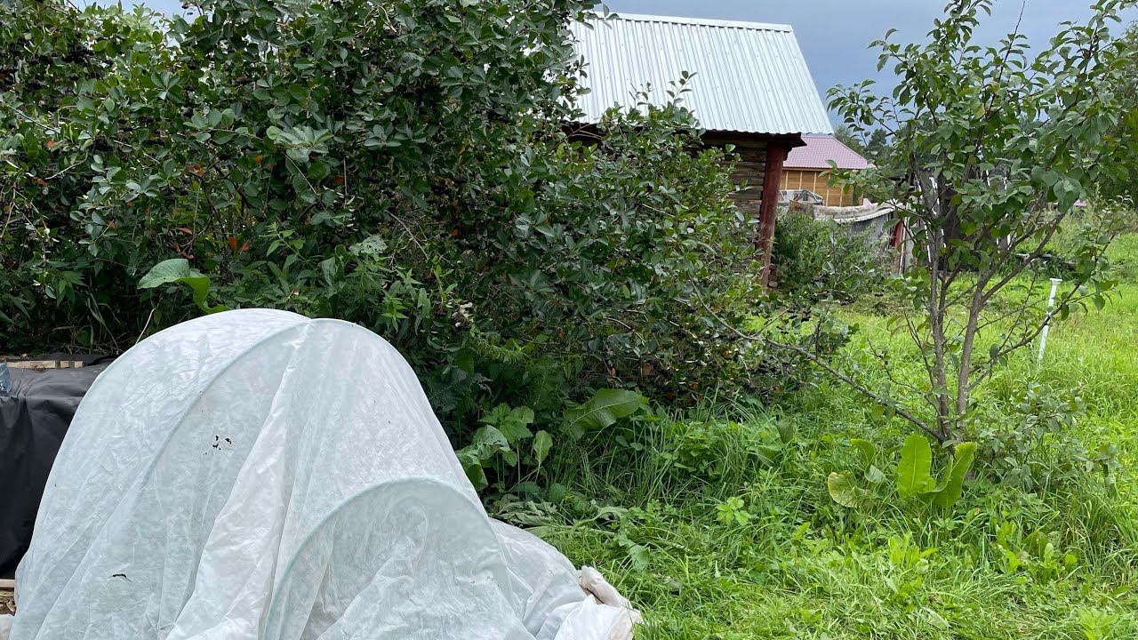 Влог 03-05 сентября. Жара сменилась холодом! Как дела в деревне?