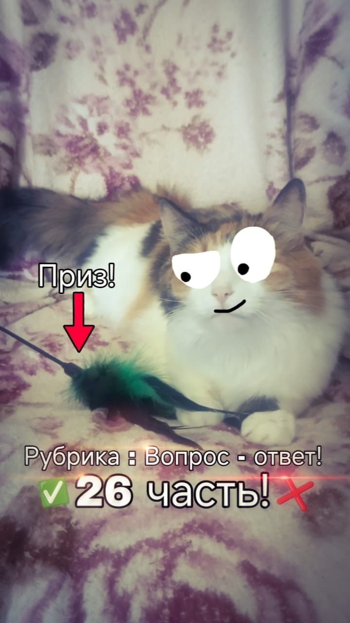Рубрика : Вопрос - ответ! 26 часть!😸✅❌ | Симка и Алиса Rutube🎮