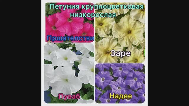 ПЕТУНИЯ КРУПНОЦВЕТКОВАЯ НИЗКОРОСЛАЯ Пршателстви, Надее, Пуваб, Заре