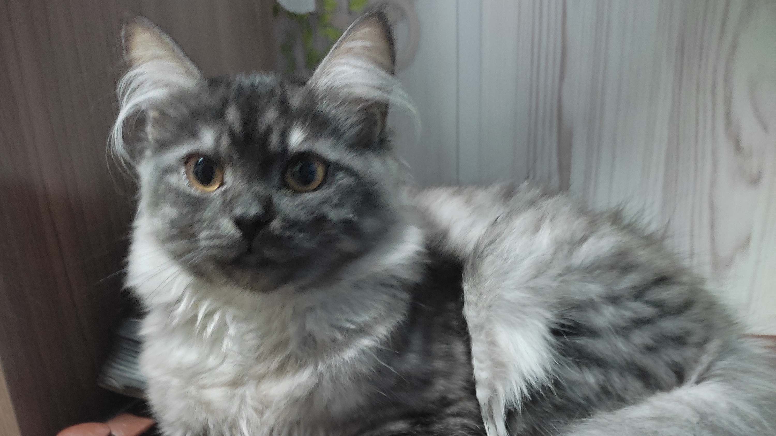 Мой кот Моня = 🔝