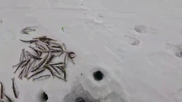 Корюшка на блесну «Эридан»! Рыбалка на реке Иня, Хабаровский край!