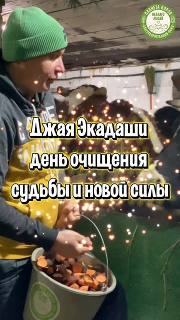 Кормление коров в день Джая Экадаши, 29.01.2026г