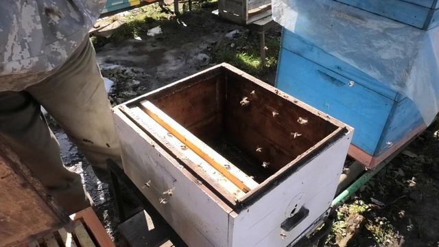 КОНТРОЛЬ КОРМОВ И НАЛИЧИЕ МАТКИ.