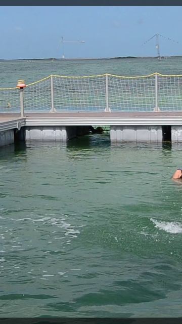 Они купались с дельфинами